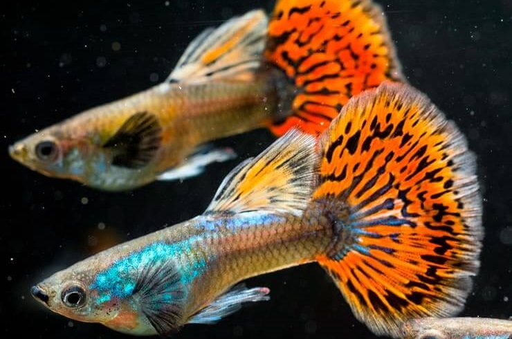 🐟Akvarijní rybičky